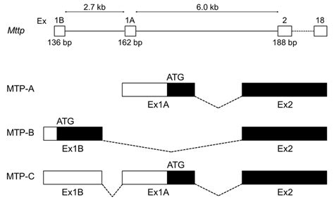 Comparison Of Mouse MTP Splice Variants The Mouse Mttp Gene Consists Download Scientific