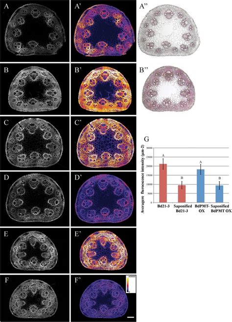Basic Fuchsin Staining Increases Over The Course Of B Distachyon
