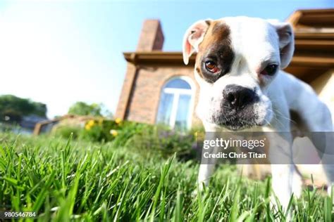 Small Boxer Photos And Premium High Res Pictures Getty Images
