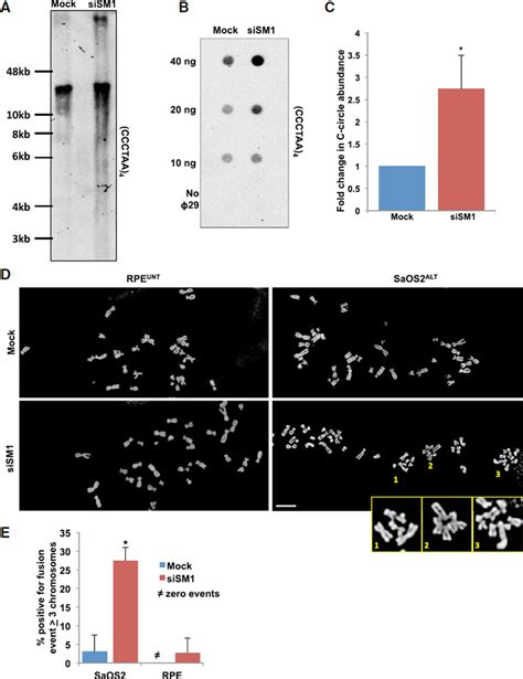 Smarcal1 Resolves Replication Stress At Alt Telomeres Pmc