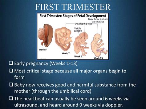 Stages Of Pregnancy Pptx