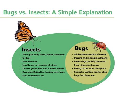 Dive Into The Details Of Bugs And Insects And See How This