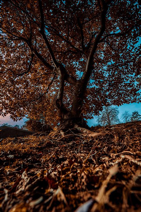 Canon EOS R Review Review PCMag Australia