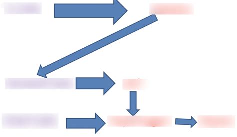 Anatomy Lab Hormones Diagram Quizlet