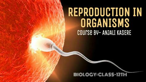 Cbse Class 12 Budding Sporulation Fragmentation And Regeneration