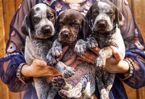Breezy Meadow Pointers German Shorthaired Pointer Puppies For Sale In