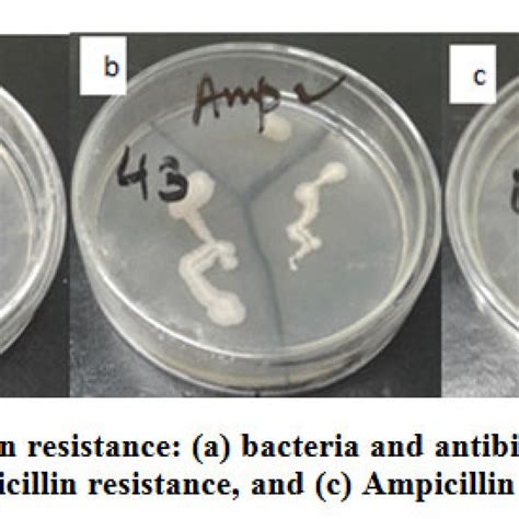 Isolation And Characterization Of Mesophilic Bacteria From Rhizosphere Of Plant Rice Oryza