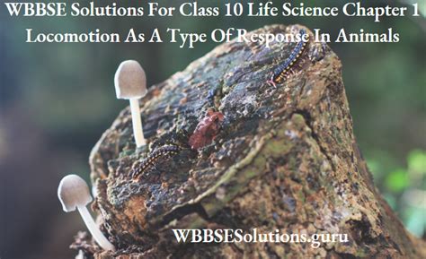 Wbbse Solutions For Class 10 Life Science Chapter 1 Locomotion As A