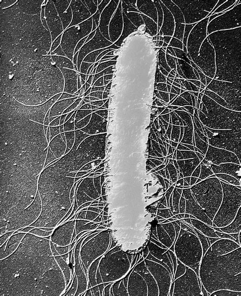 Tem Of The Bacteria Photograph By A Dowsett Public Health England Science Photo Library Pixels
