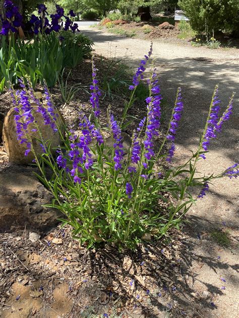 Rocky Mountain Penstemon Leaf