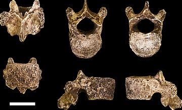 Homo Naledi Simple English Wikipedia The Free Encyclopedia