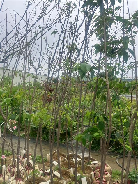 中部熱帶溫帶水果苗 水蜜桃芒果~~ 有水蜜桃口味的芒果~~ 真香~ 真好吃 Pages E7 Be 8a E7 Be 8a E6 9e