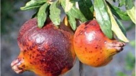 Sunscald Why Sunscald Occurs In Pomegranate