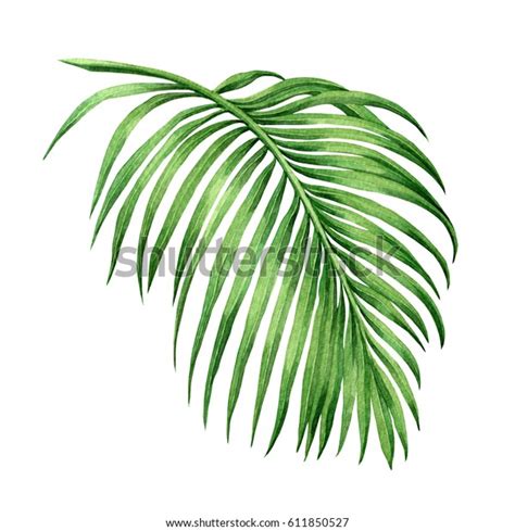 흰색 배경에 격리된 수채색 페인트 코코넛 스톡 일러스트 611850527