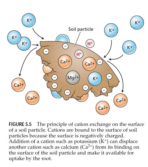 Soil And Roots Spring Lake Net
