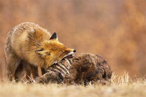 What Birds Do Red Foxes Eat At Evelyn Lowman Blog