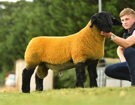 Suffolk Sheep Ram