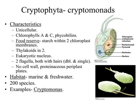 Ppt Kingdom Protista Part 2 Powerpoint Presentation Free Download Id 5623812