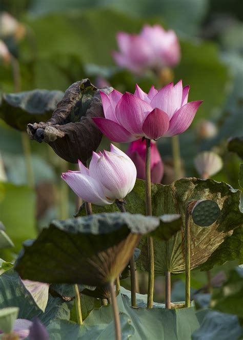 로터스 꽃들 식물 Pixabay의 무료 사진 Pixabay