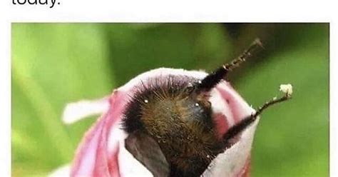 Bumblebutt Album On Imgur