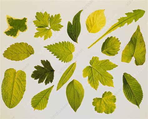Collection Of Leaf Types Stock Image B7400053 Science Photo Library