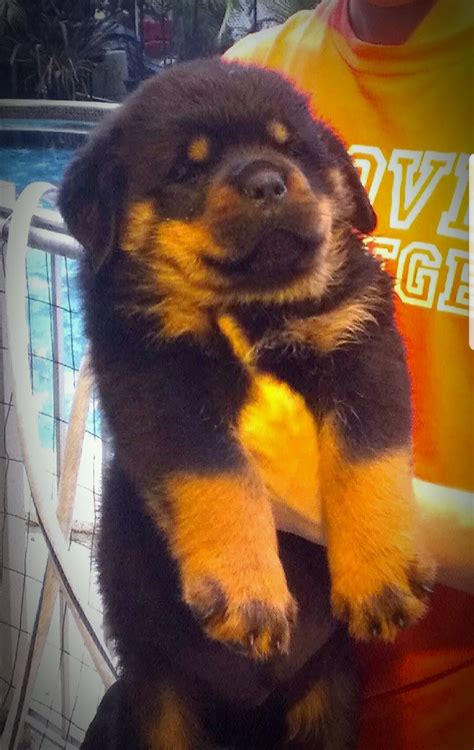 Rottweiler Puppies For Sale Miami Fl 229621 Petzlover