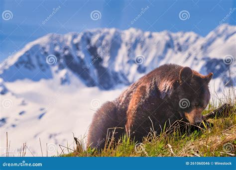Black Bear Ursus Americanus Eating Grass As It Comes Out Of