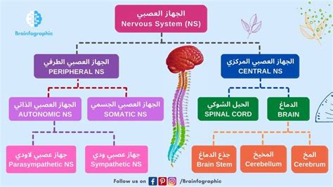 ボード「healthy」のピン【2024】