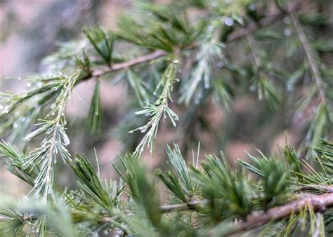 Cedar Tree Branches Natural Background Premium Photo