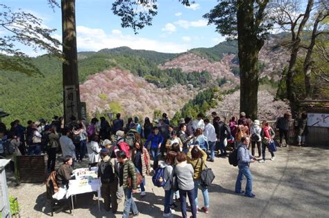 Wisata Bunga Sakura Seribu Mata Mt Yoshino Dari Osaka Klook