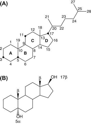 Steroids Flashcards Quizlet