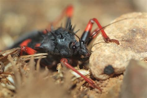 Horrid King Assassin Bug Stock Image Image Of King 265833205