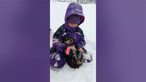 ლეკვი Youtube