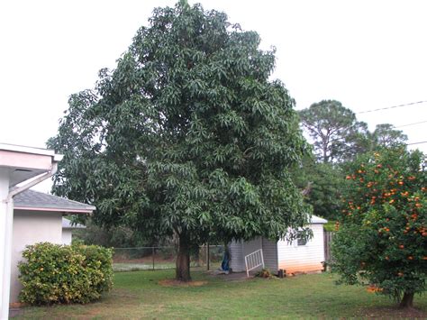 Mango Tree Does Not Produce Fruit University University Eat Trees