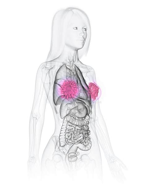 A Womans Mammary Glands Stock Illustration Illustration Of Human