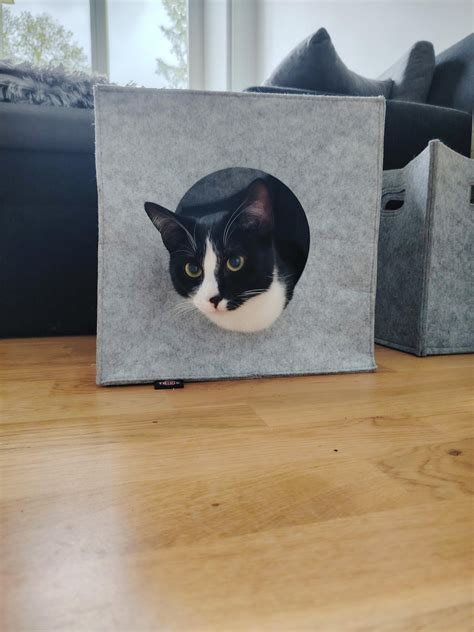 Hello Good Sir I Have Heard You Were Talking About Snacks A Second Ago R Tuxedocats