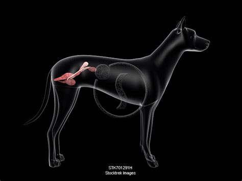 Urinary System In A Female Dog X Ray View Stocktrek Images