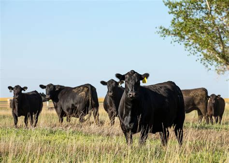 Riverbend Ranch Grass Fed Beef