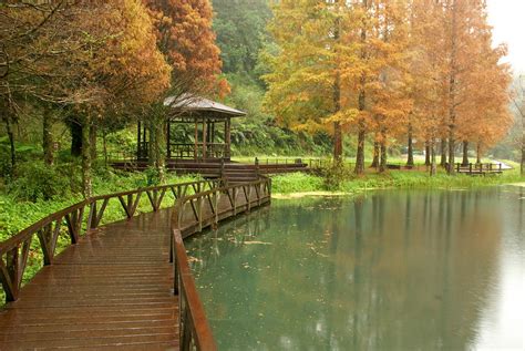 001 水生植物池 水杉 秋景 福山植物園 有活化石之稱的水杉是杉科單種屬植物在台灣非常罕見日劇時期及戰後 Flickr