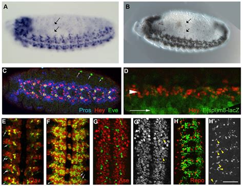 Figure 1 From Development And Stem Cells Research Article Semantic Scholar