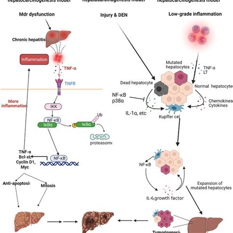 Nf‐κb Signaling Pathway In Tumorigenesis Schematic Diagram Of The