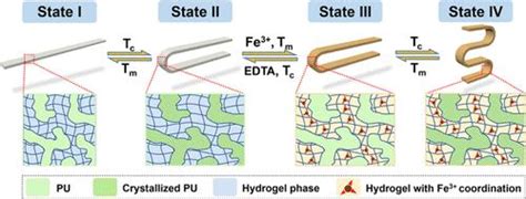 具有双响应形状可编程性和良好生物相容性的新型异质水凝胶 Acs Applied Materials And Interfaces X Mol