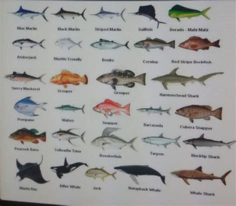 Diffe Types Of Fish Images With Names Infoupdate Org