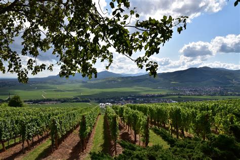 무료 이미지 자연 농업 포도원 농원 언덕 역 들 수확고 하늘 나무 현금 작물 식물 농촌 지역 고지