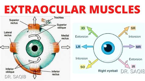 Ocular Muscles Function