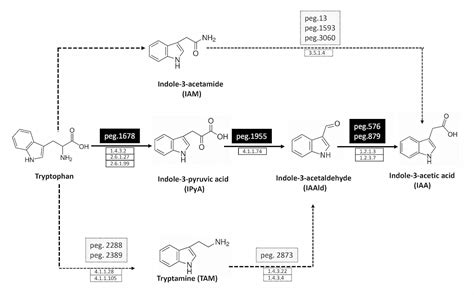 Frontiers A Genetic And Metabolomic Perspective On The Production Of
