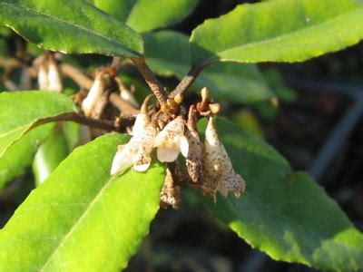 ナワシログミ苗代茱萸植物苗木植木生産販売通販リスト
