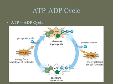 The Atp And Adp Cycle Diagram A Visual Explanation