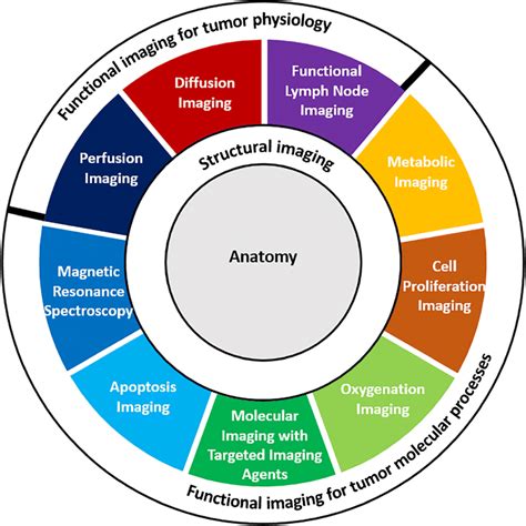Composition Of Functional And Structural Imaging For Tumors Structural Download Scientific