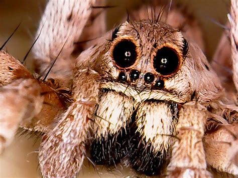 Wolf Spider Cute Face By Yousef99 Redbubble